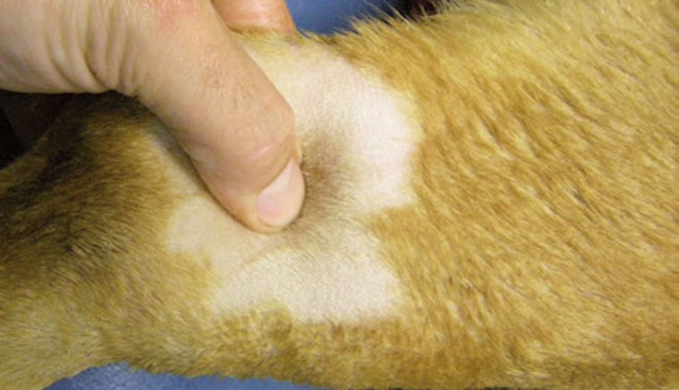 La protéinurie : dépistage, quantification et conduite à tenir