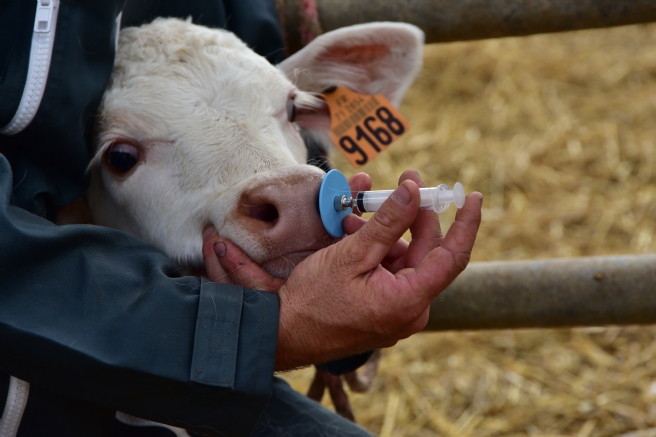 Bovalto Respi Intranasal élargit la gamme de vaccins respiratoires ...
