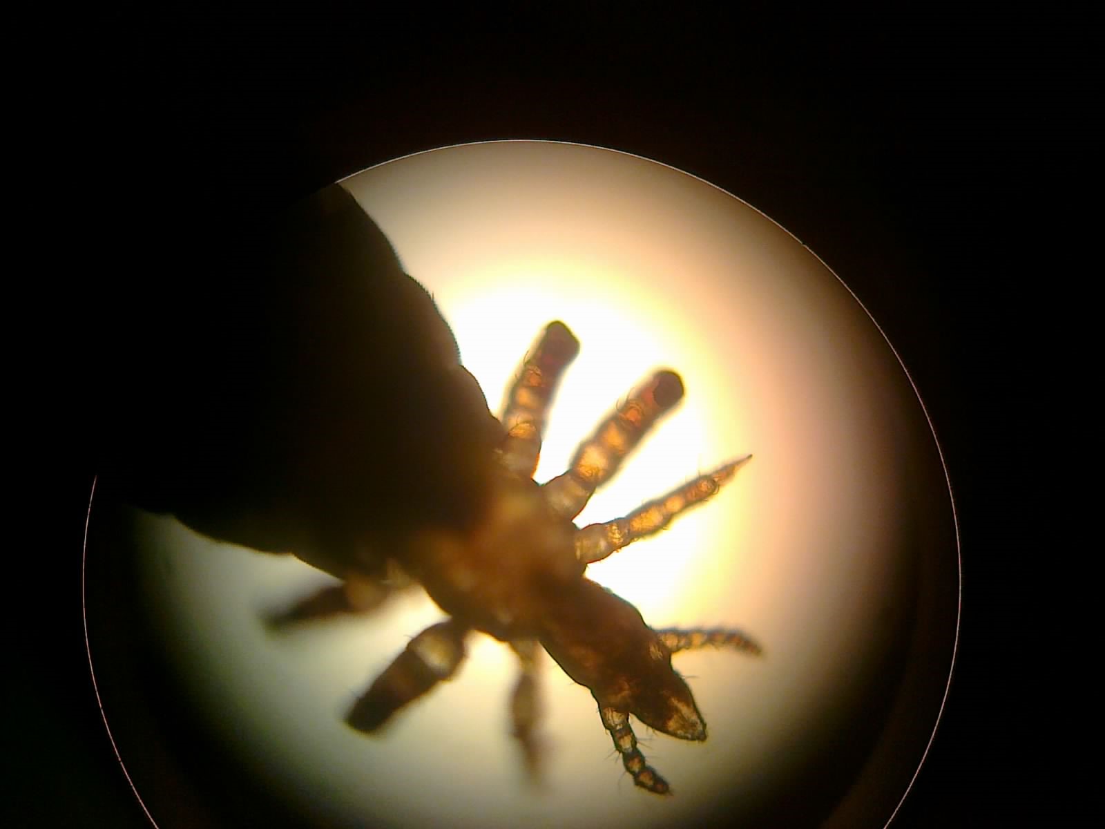 Veaux en élevage bio : le traitement antiparasitaire allopathique est ...