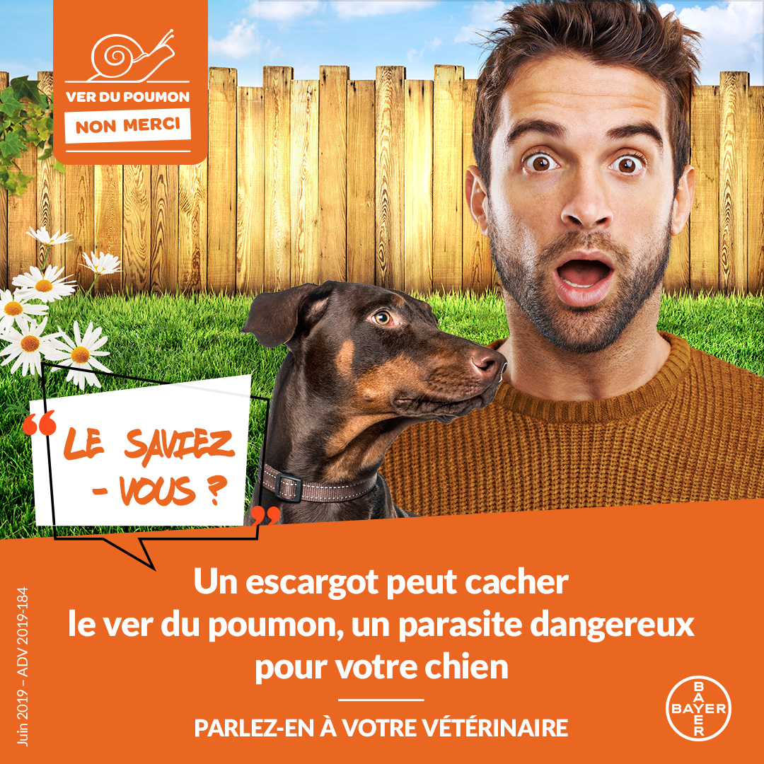 Angiostrongylose canine : Bayer renouvelle sa campagne de sensibilisation