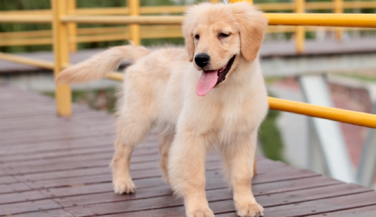 Vaccination antirabique : l'Anses évalue le titrage des anticorps dans ...