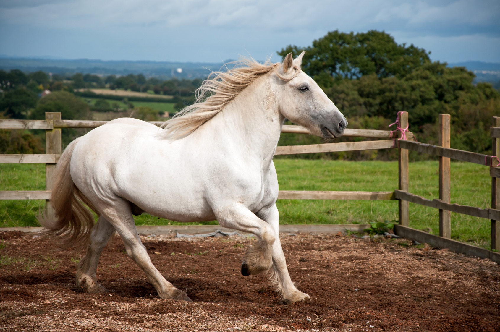 Pas de retour de Dilaterol 22 µg/ml sirop pour chevaux avant la fin de ...