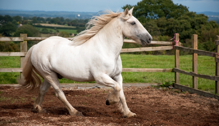 Pas de retour de Dilaterol 22 µg/ml sirop pour chevaux avant la fin de ...