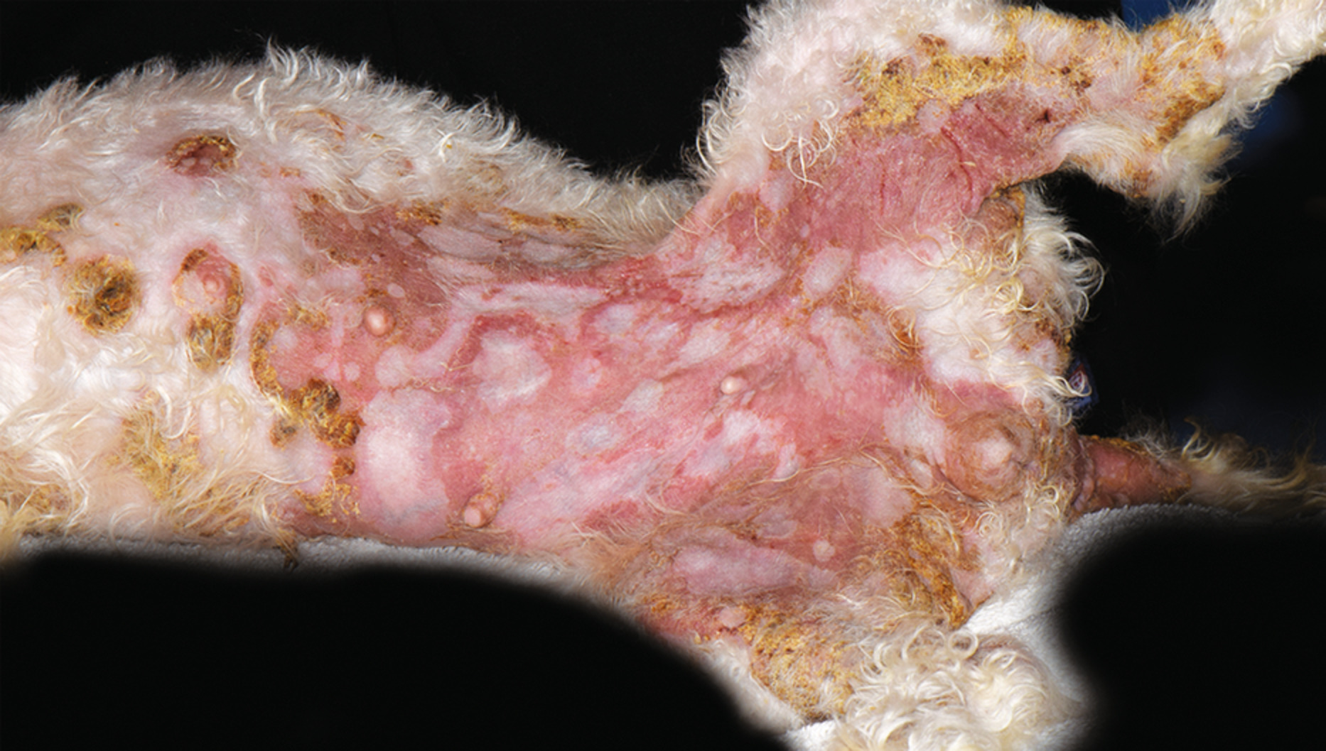 Un érythème polymorphe hyper ­ kératosique décrit chez 17 chiens