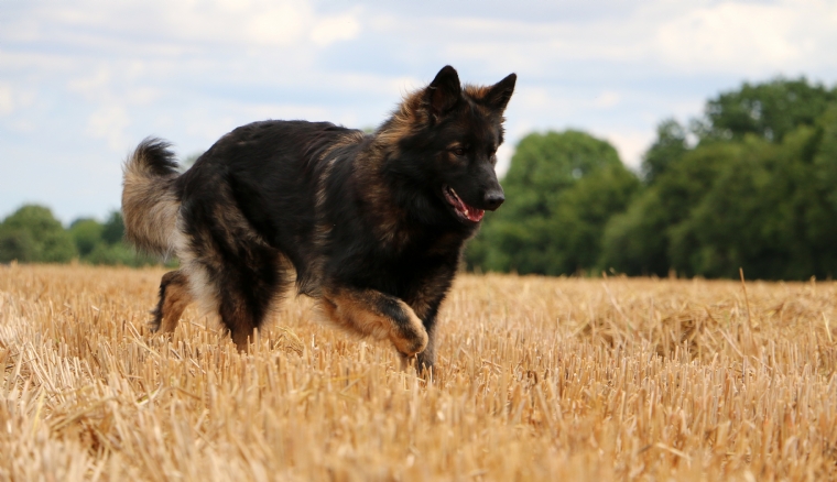 Antagene met en évidence la mutation responsable du syndrome de Scott ...