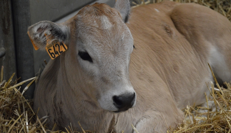 Protivity : « premier vaccin contre Mycoplasma bovis autorisé en France