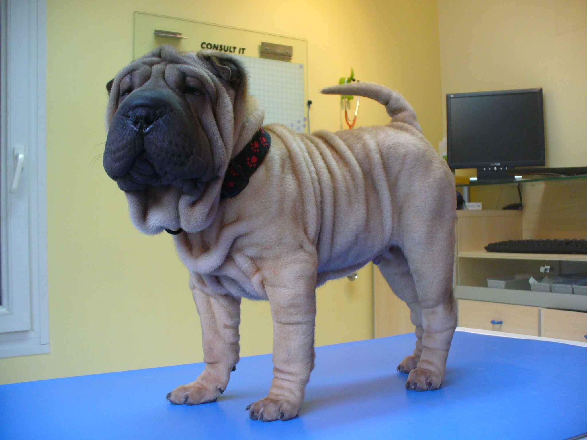 Baromètre de l'activité canine : mars, la pression parasitaire booste ...