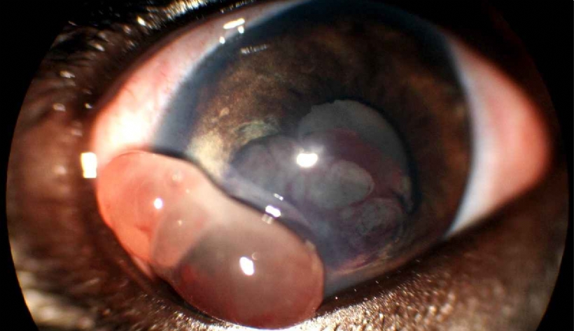 Plaie cornéenne limbique perforante de l'oeil droit chez un border ...