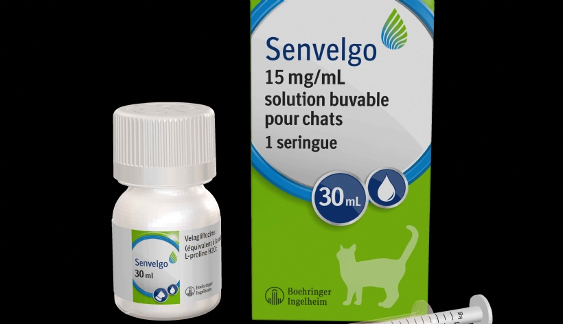 Senvelgo : risque de diabète acidocétosique associé à l'utilisation du ...