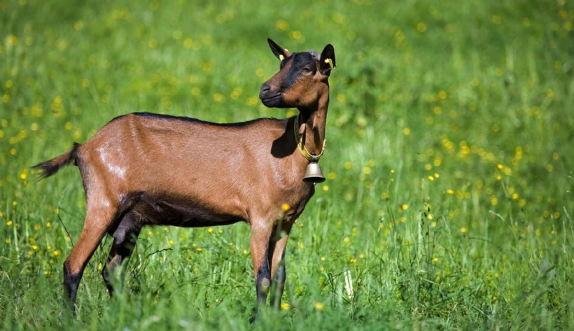 Paratuberculose : l'utilisation du vaccin Gudair chez les caprins ...