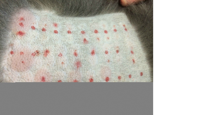 Tests allergéniques intradermiques : Dexdomitor ND et Zenalpha ND ...