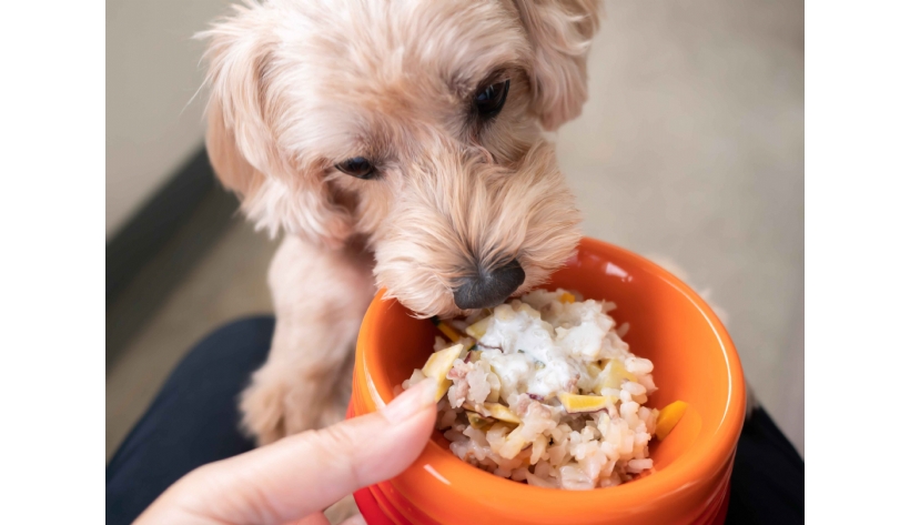 Dog Aging Project : peu de rations ménagères sont nutritionnellement ...